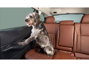 Genuine Subaru Forester Door Protector | Subaru Online Parts